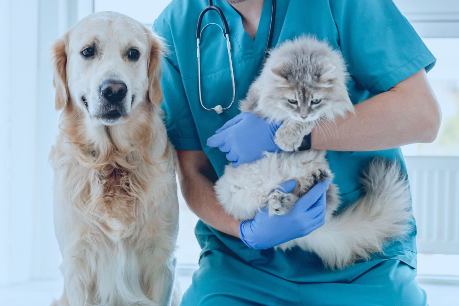 Dog or Cat: Who Costs More at the Vet? – Avanti Insurance Solutions